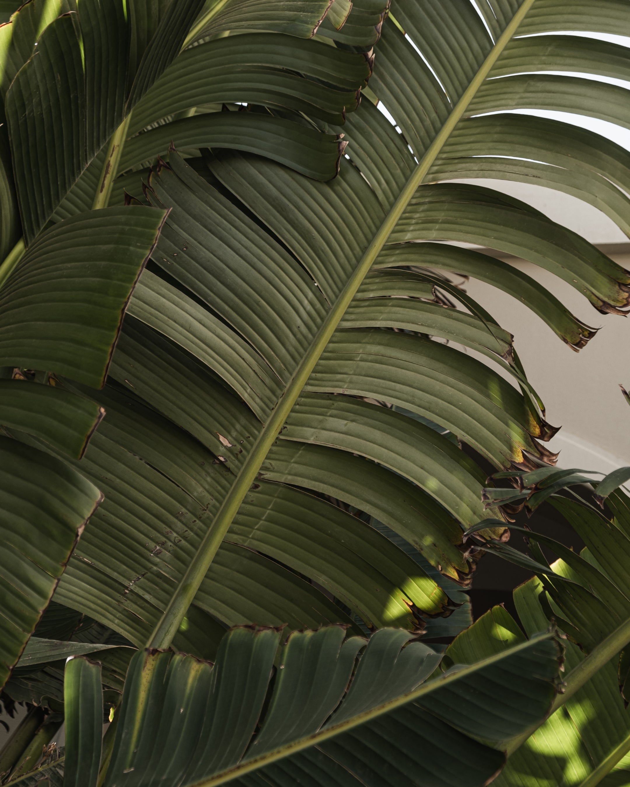 Brittany Ford – Biohacking Brittany